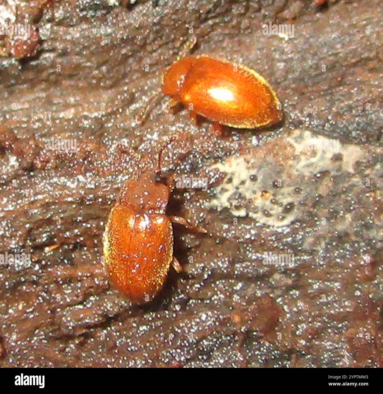 Handsome Fungus Beetles (Endomychidae Stock Photo - Alamy