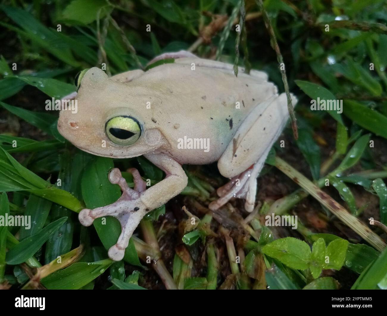 Banana Tree Dwelling Frog (Boana platanera Stock Photo - Alamy