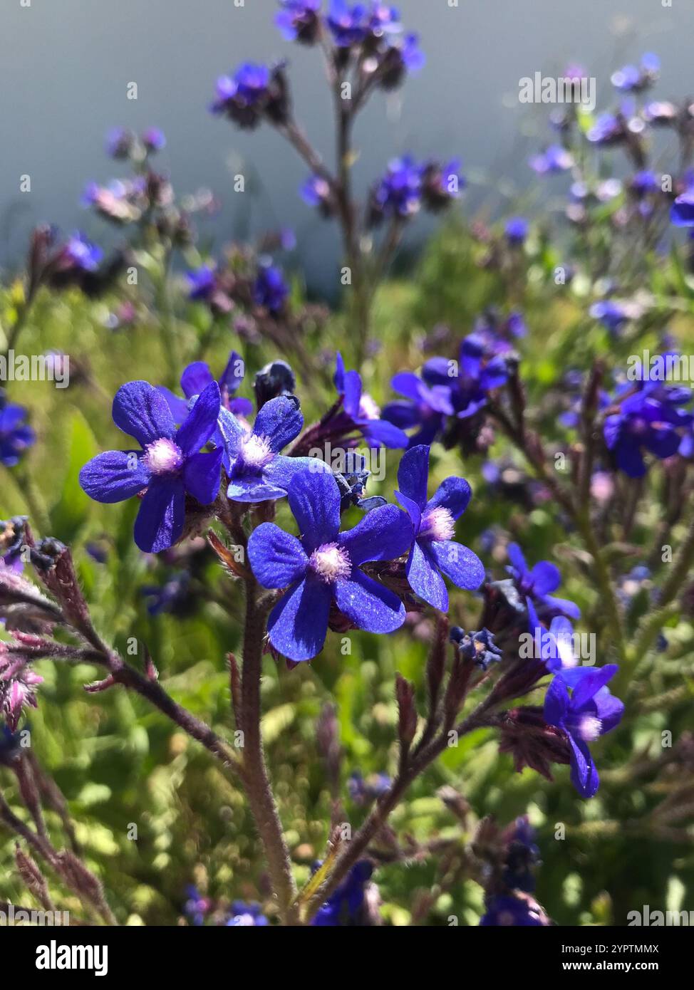 Italian Bugloss (Anchusa azurea Stock Photo - Alamy