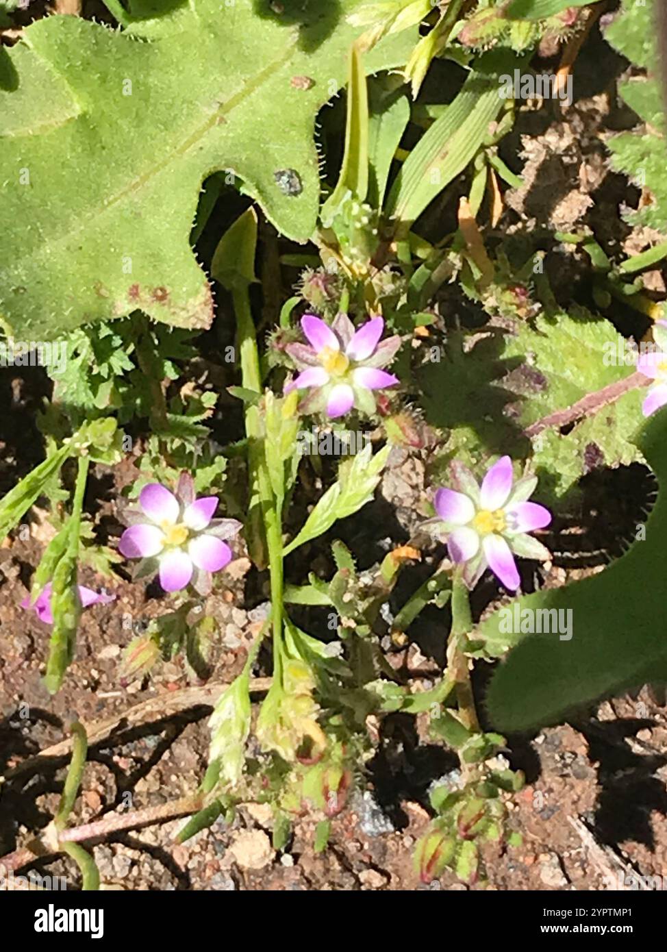 Saltmarsh Sand Spurry (Spergularia marina Stock Photo - Alamy