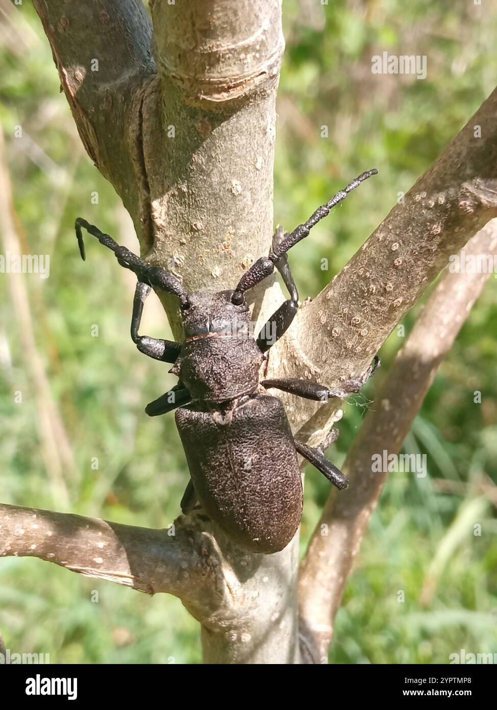 Weaver beetle (Lamia textor Stock Photo - Alamy