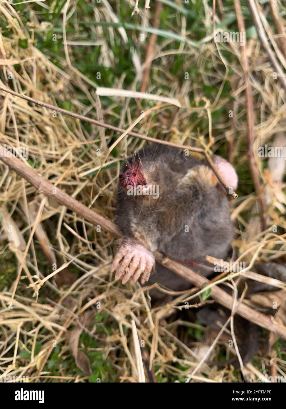 Star-nosed Mole (Condylura cristata Stock Photo - Alamy