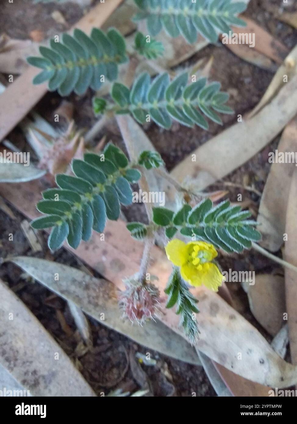 puncture vine (Tribulus terrestris Stock Photo - Alamy
