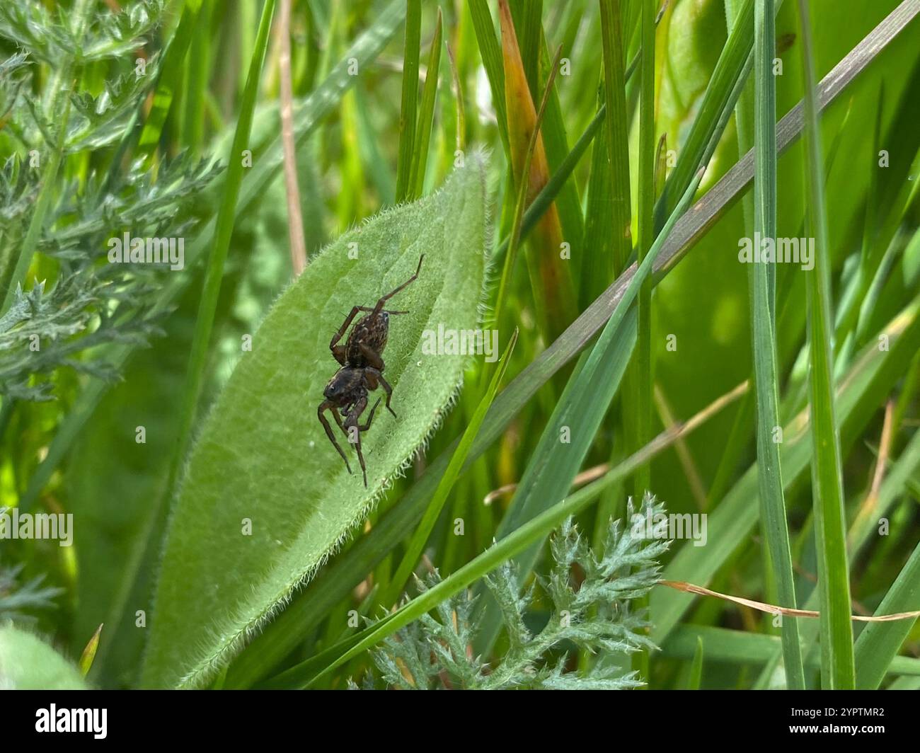 Common Fox Spider (Alopecosa pulverulenta Stock Photo - Alamy