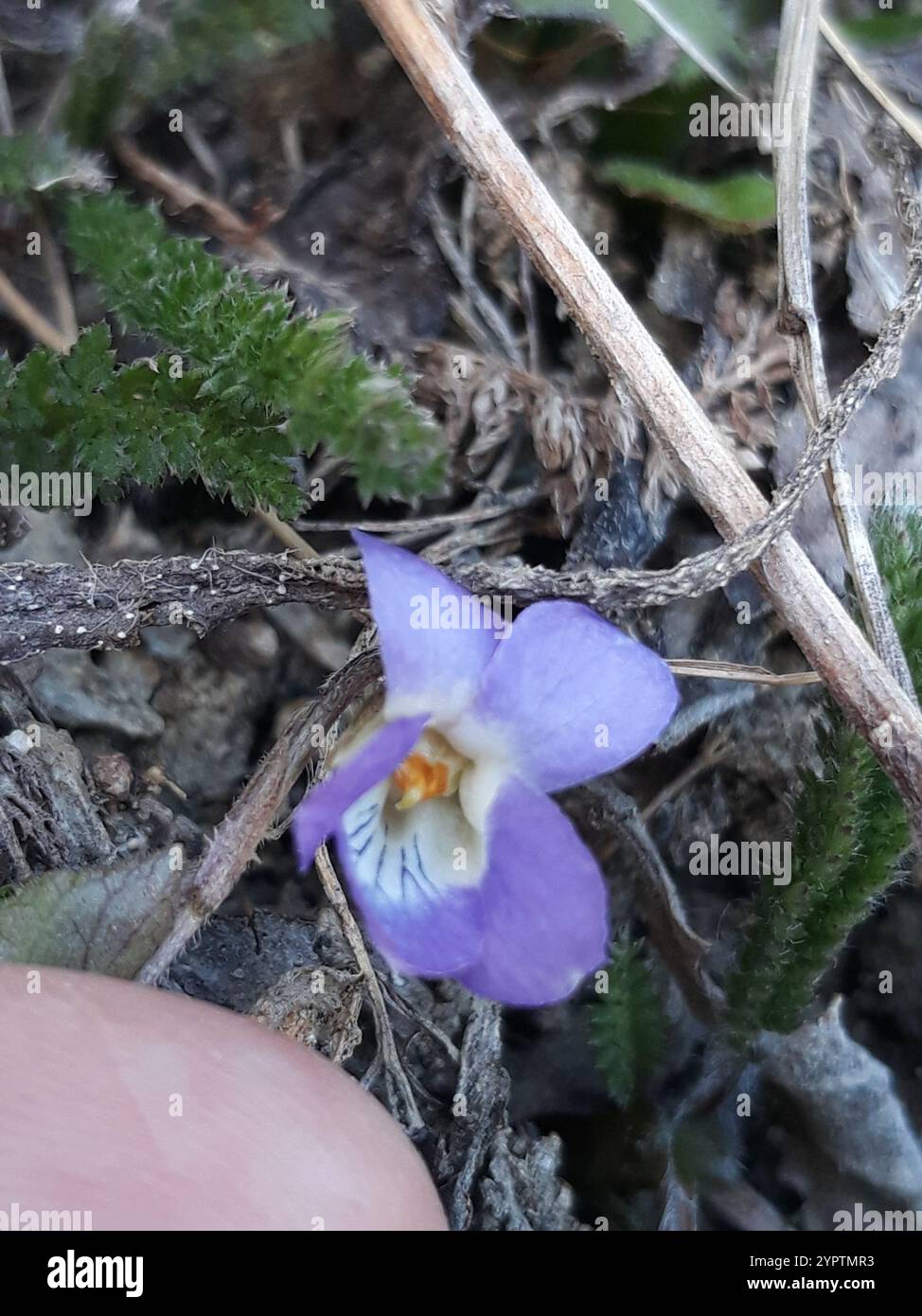 Russian Violet (Viola suavis Stock Photo - Alamy
