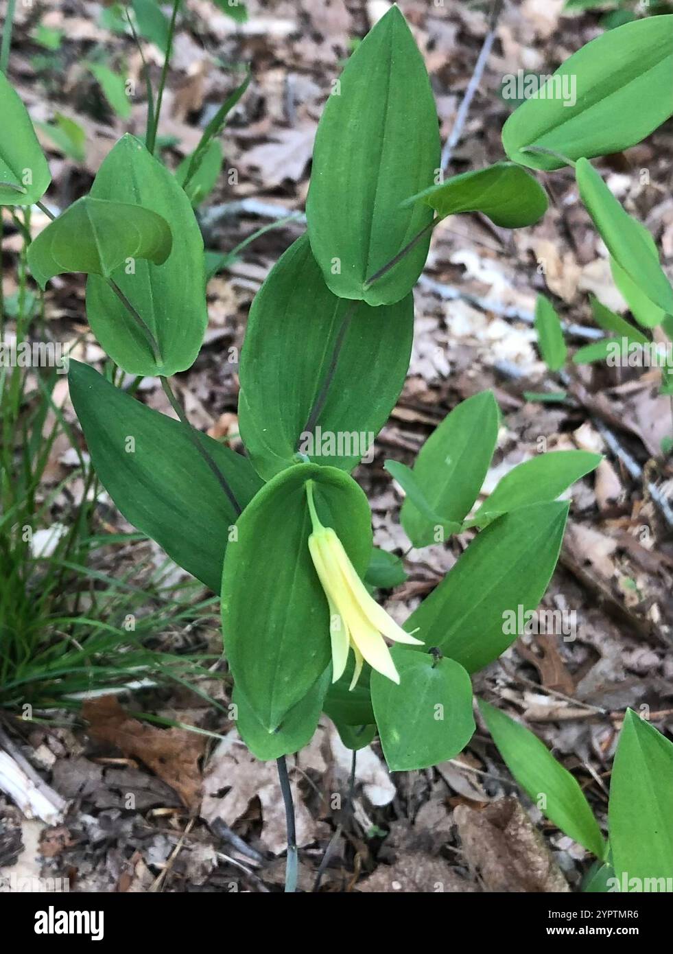 perfoliate bellwort (Uvularia perfoliata Stock Photo - Alamy