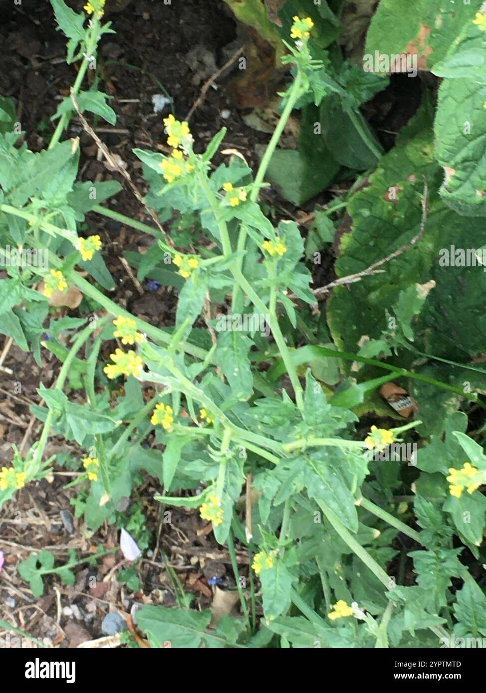 Hedge mustard (Sisymbrium officinale Stock Photo - Alamy