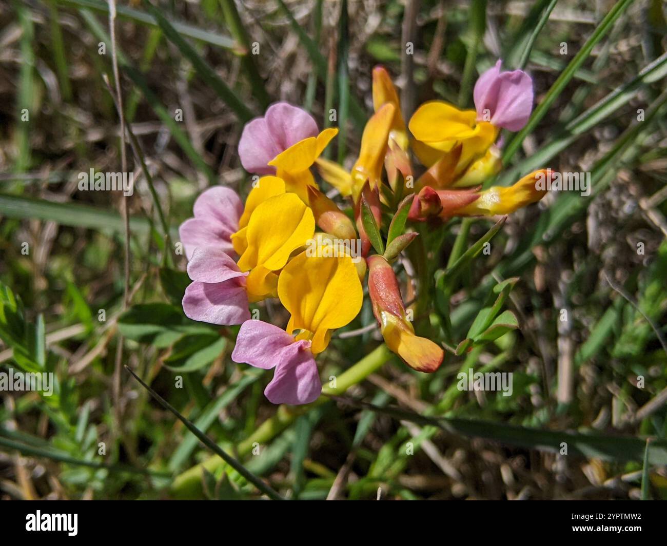 witch's-teeth (Hosackia gracilis Stock Photo - Alamy