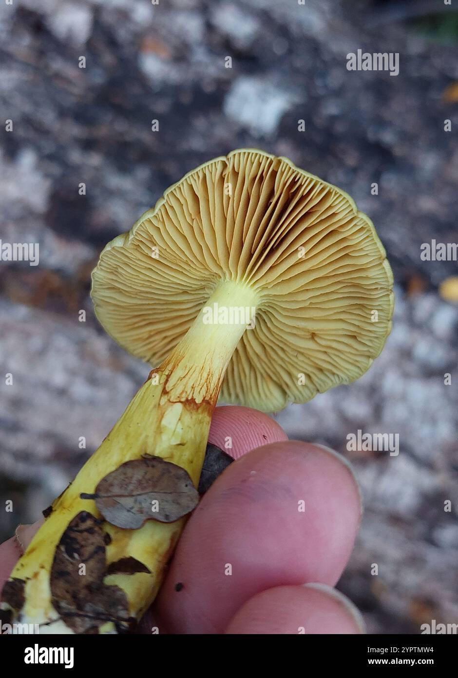 Yellow Skinhead (Cortinarius canarius Stock Photo - Alamy