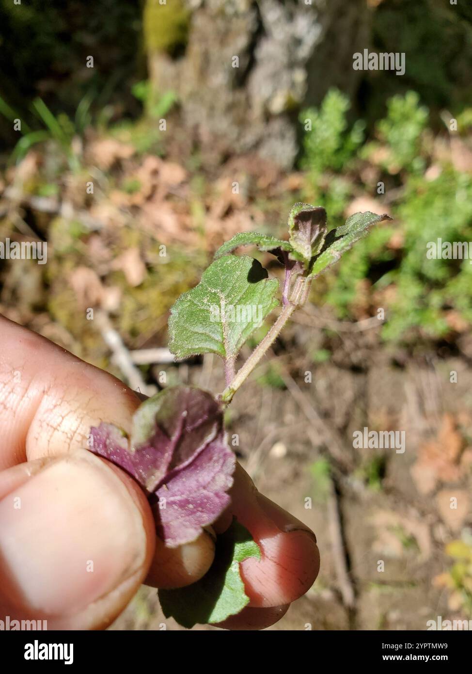 yerba buena (Clinopodium douglasii Stock Photo - Alamy