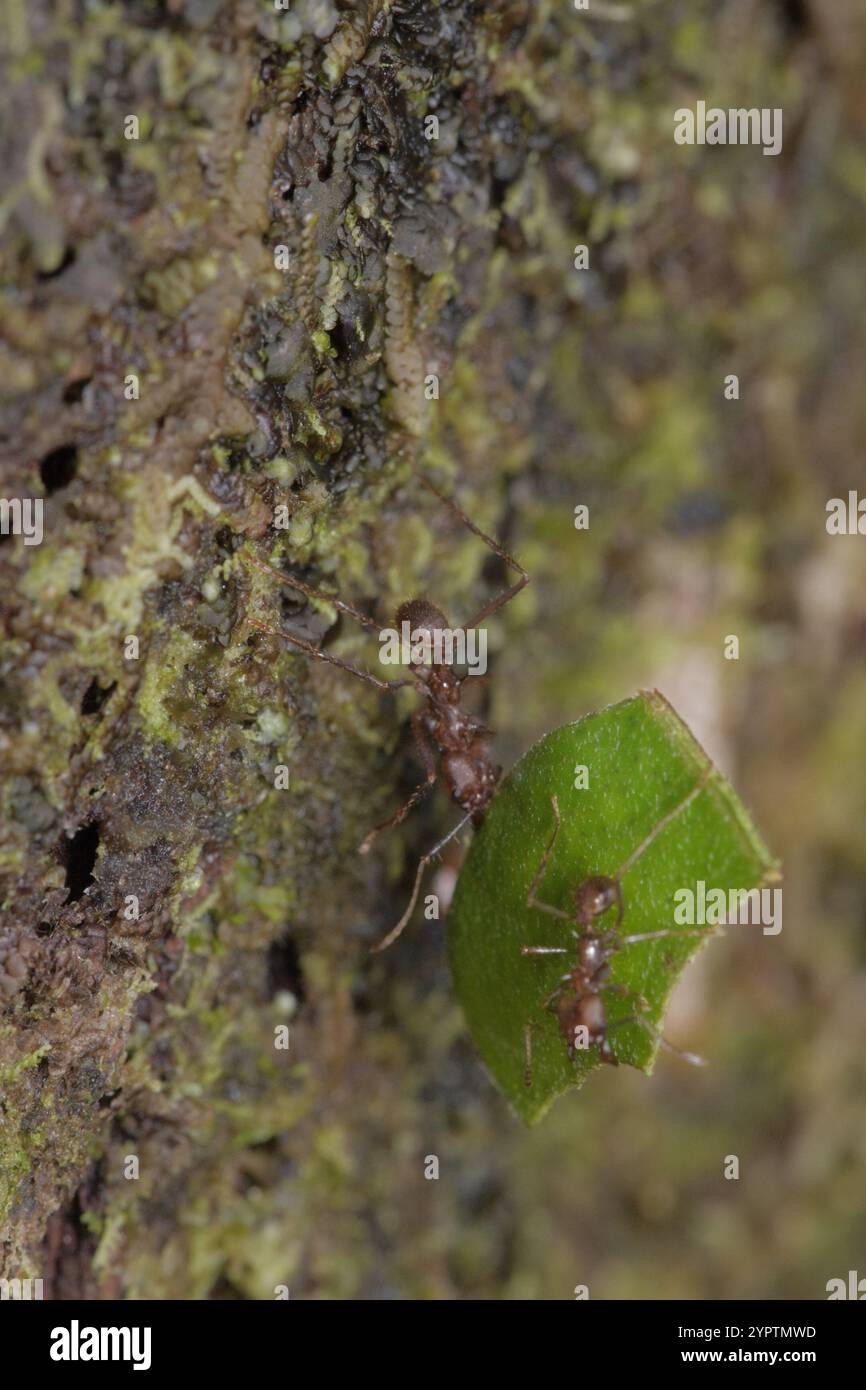 Atta Leaf-cutter Ants (Atta Stock Photo - Alamy