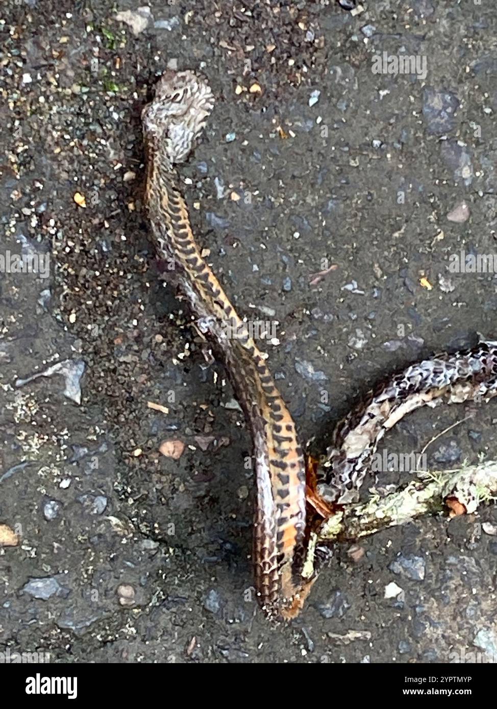 Golden-crowned Snake (Cacophis squamulosus Stock Photo - Alamy