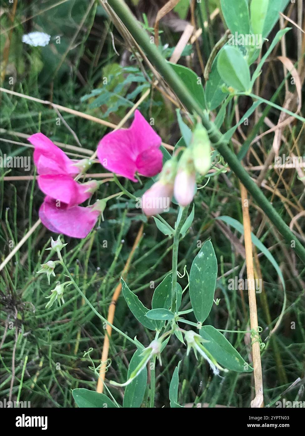 tuberous pea (Lathyrus tuberosus Stock Photo - Alamy