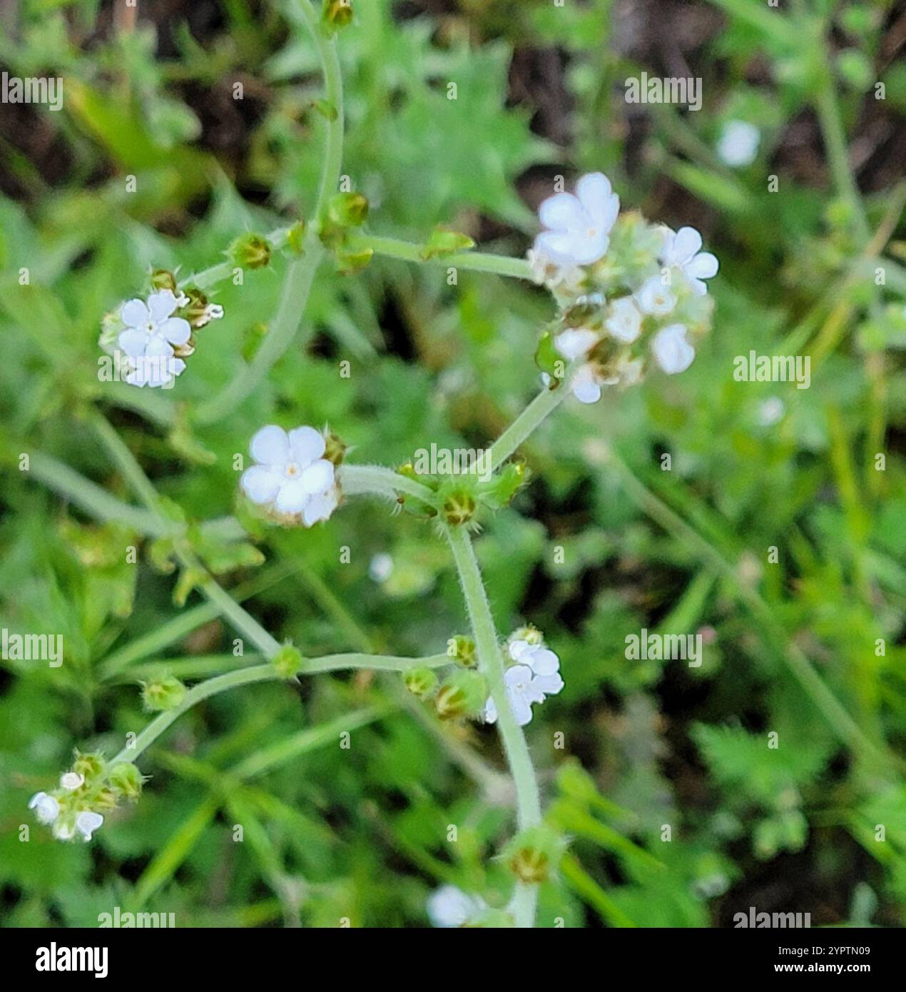 Rusty Popcornflower (Plagiobothrys nothofulvus Stock Photo - Alamy