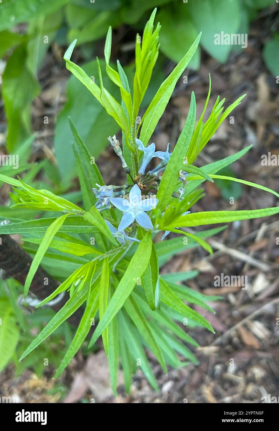 eastern bluestar (Amsonia tabernaemontana Stock Photo - Alamy