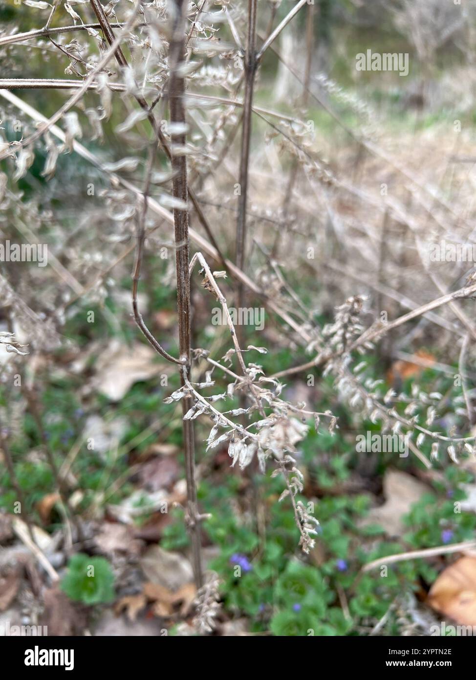 beefsteak plant (Perilla frutescens Stock Photo - Alamy