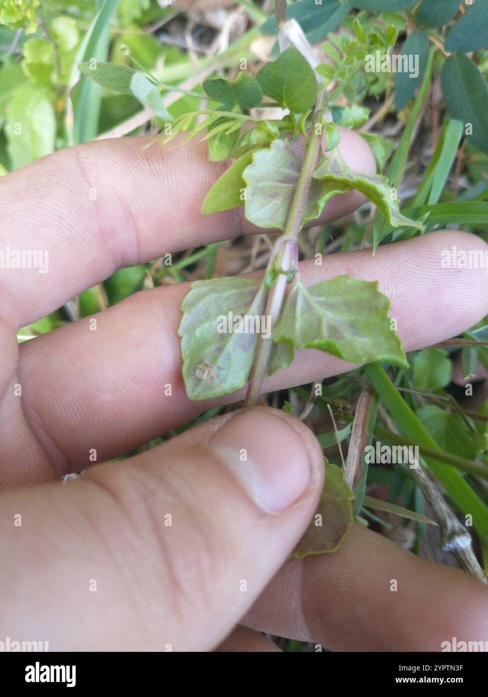 yerba buena (Clinopodium douglasii Stock Photo - Alamy