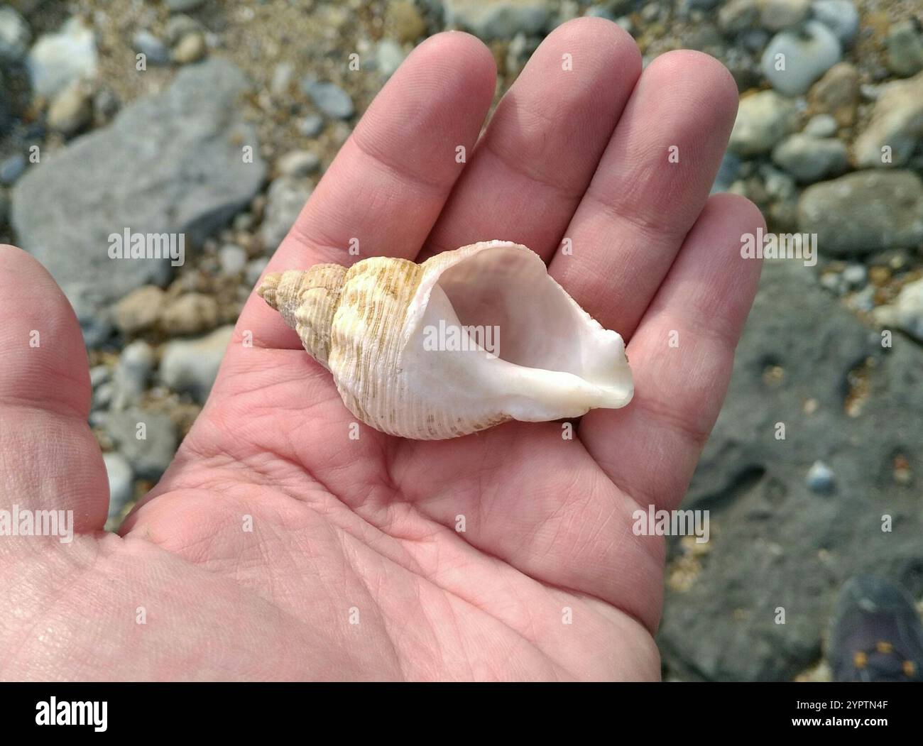 Common Whelk (Buccinum undatum Stock Photo - Alamy