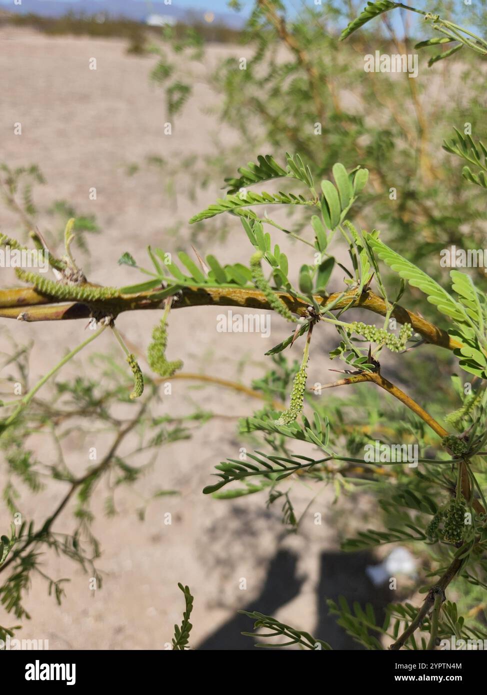 velvet mesquite (Neltuma velutina Stock Photo - Alamy