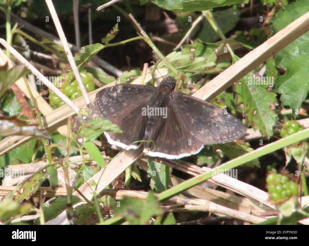 Funereal Duskywing (Erynnis funeralis Stock Photo - Alamy