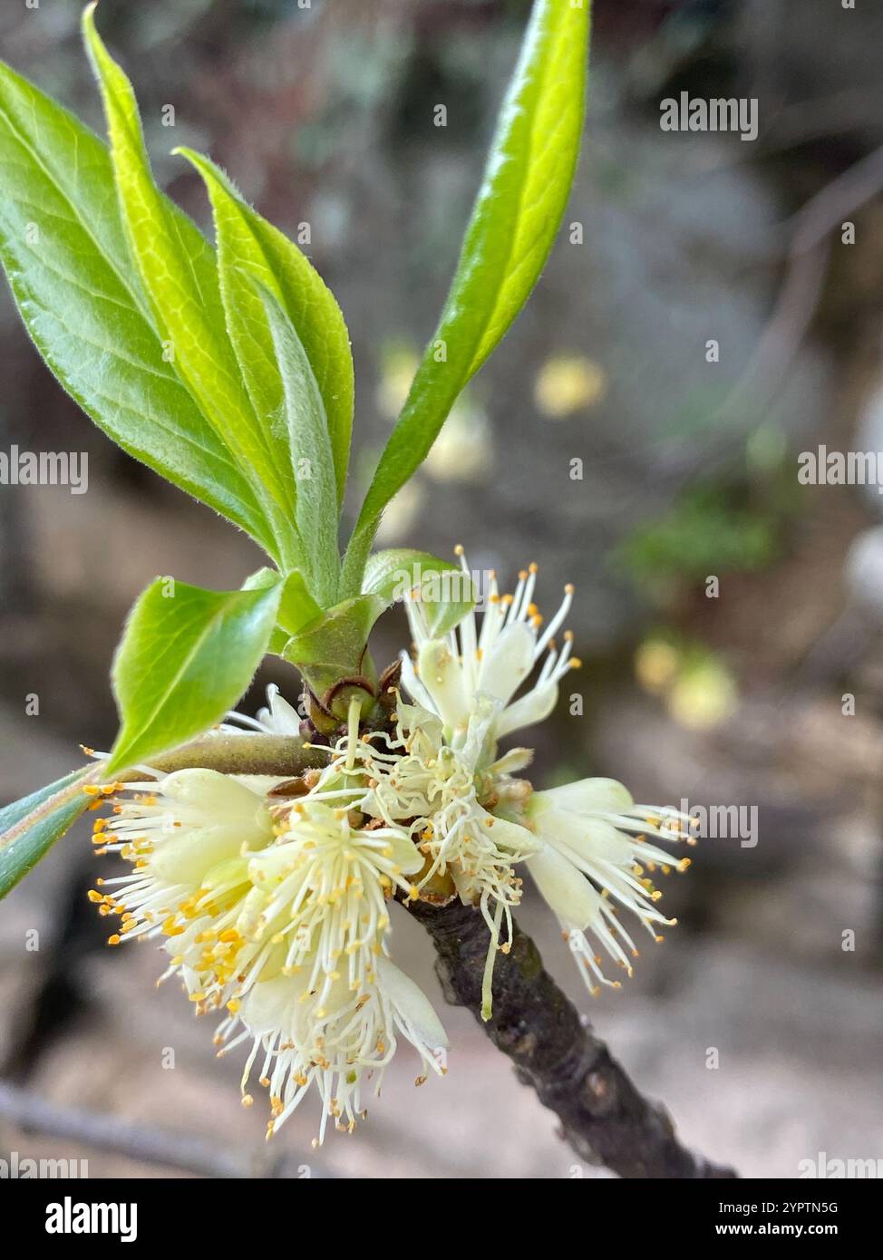 Sweetleaf (Symplocos tinctoria Stock Photo - Alamy