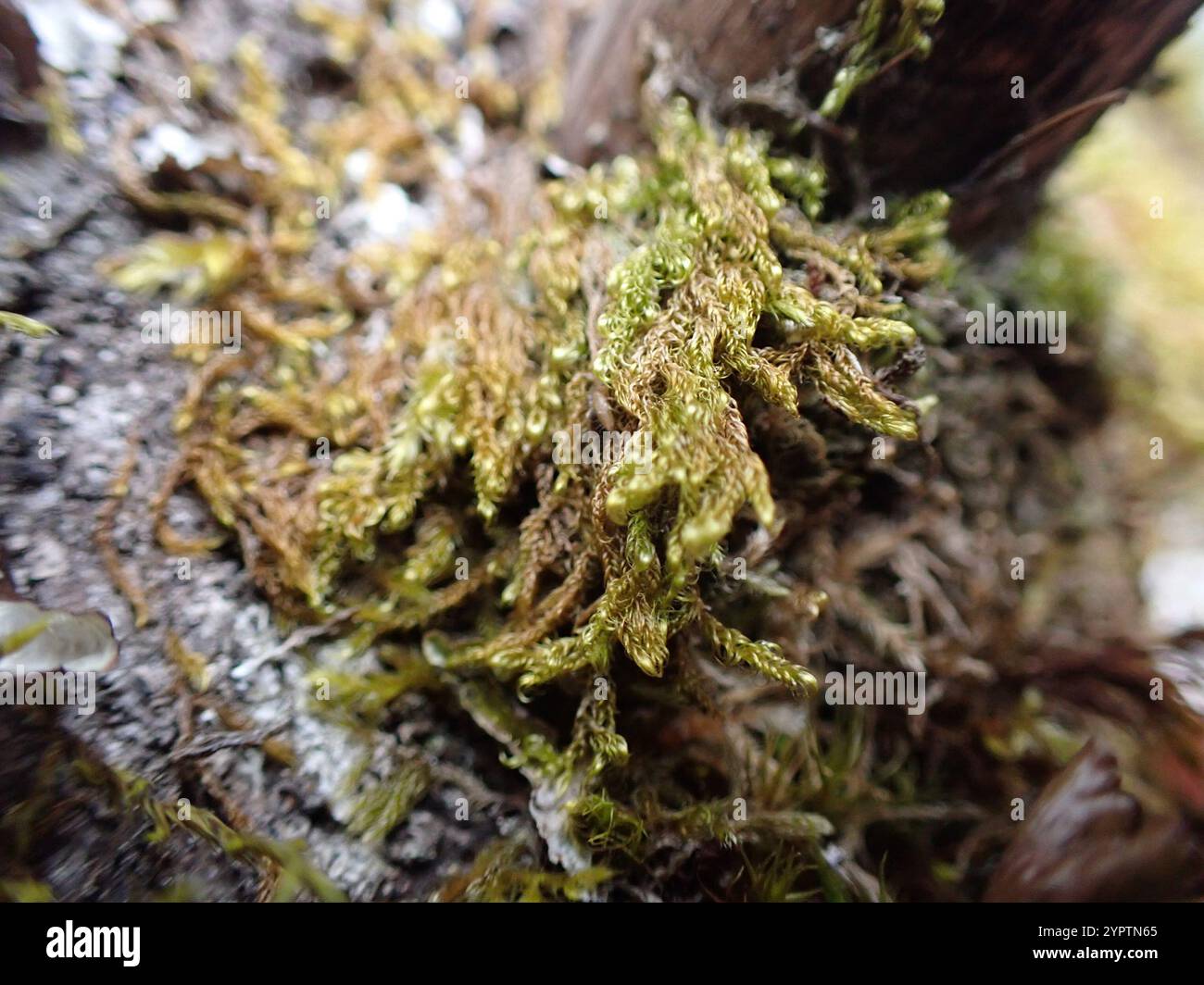 Sickle-leaved Hook-moss (Sanionia uncinata Stock Photo - Alamy