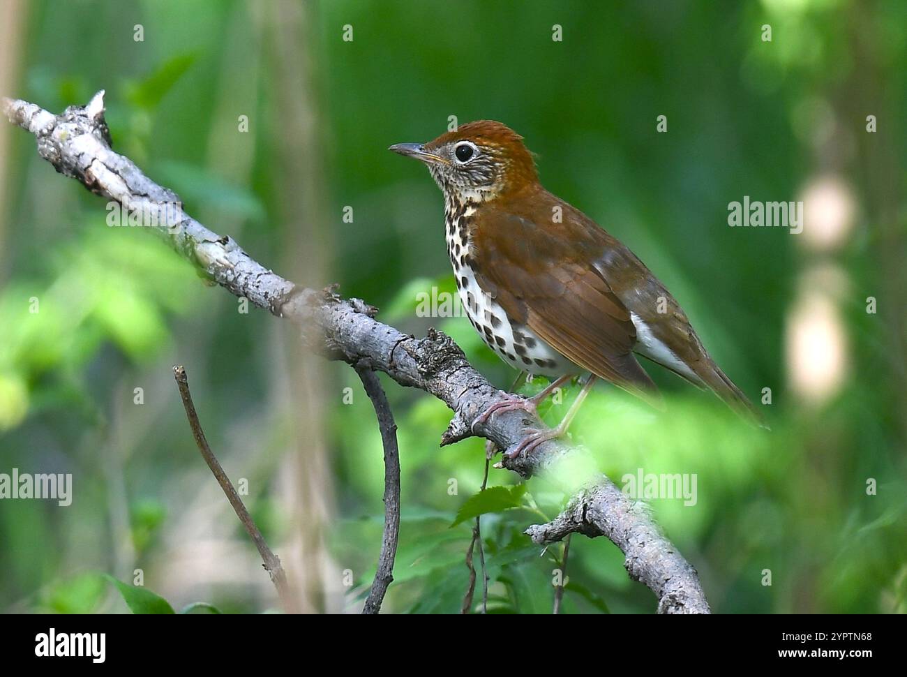 Wood Thrush (Hylocichla mustelina Stock Photo - Alamy