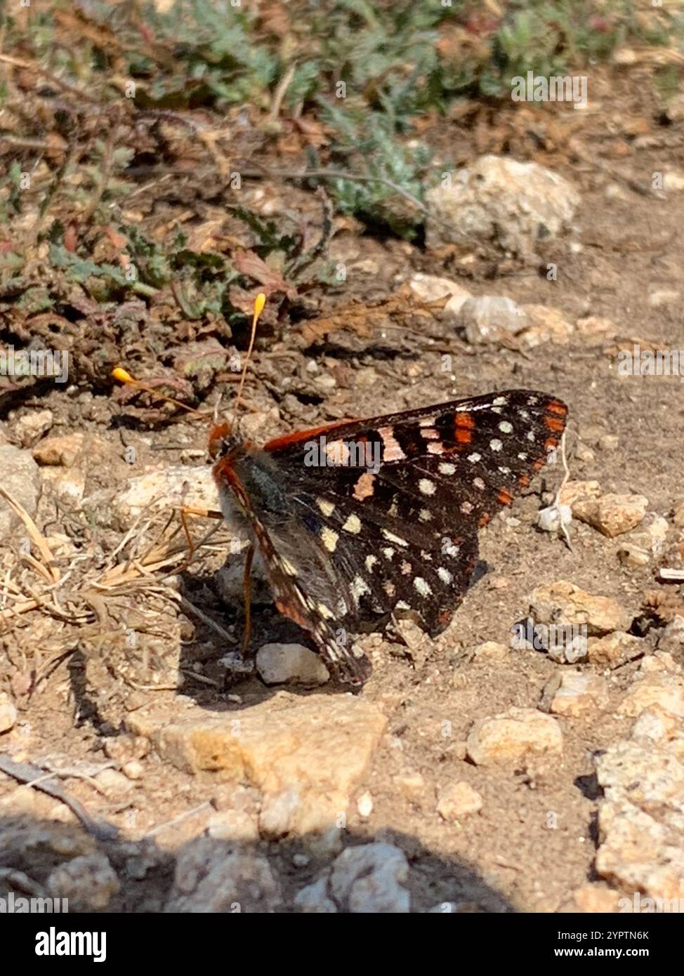 Variable Checkerspot (Euphydryas chalcedona Stock Photo - Alamy