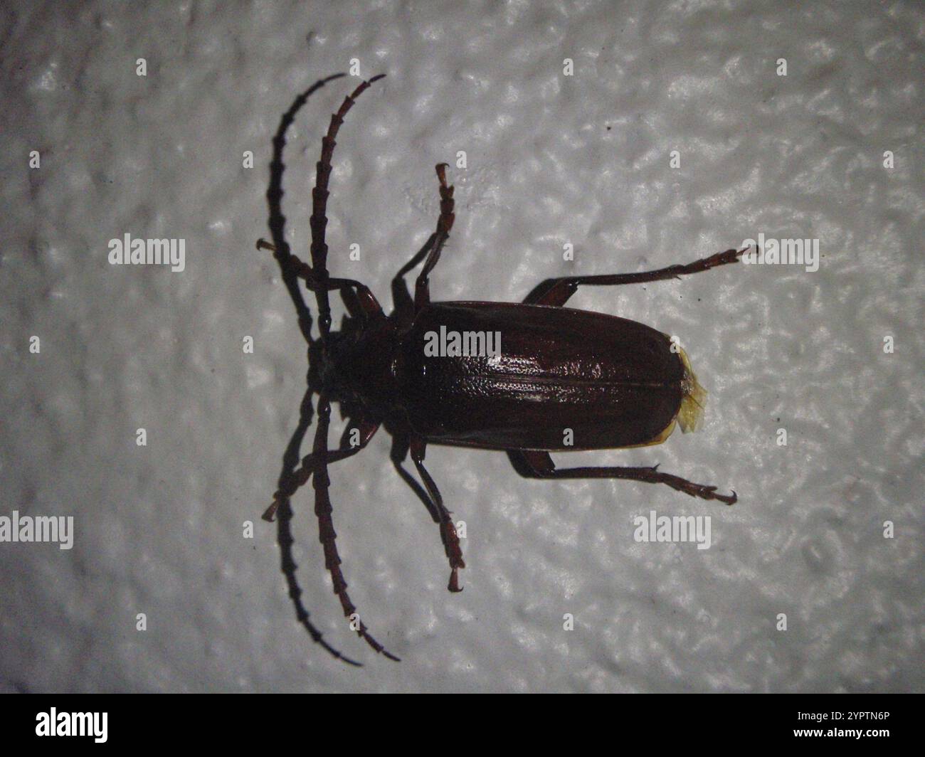 Tooth-necked Longhorn Beetle (Prionus pocularis Stock Photo - Alamy