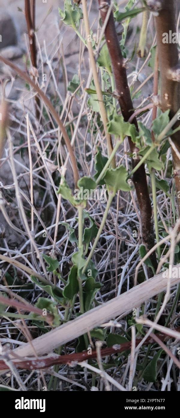 angel trumpets (Acleisanthes longiflora Stock Photo - Alamy
