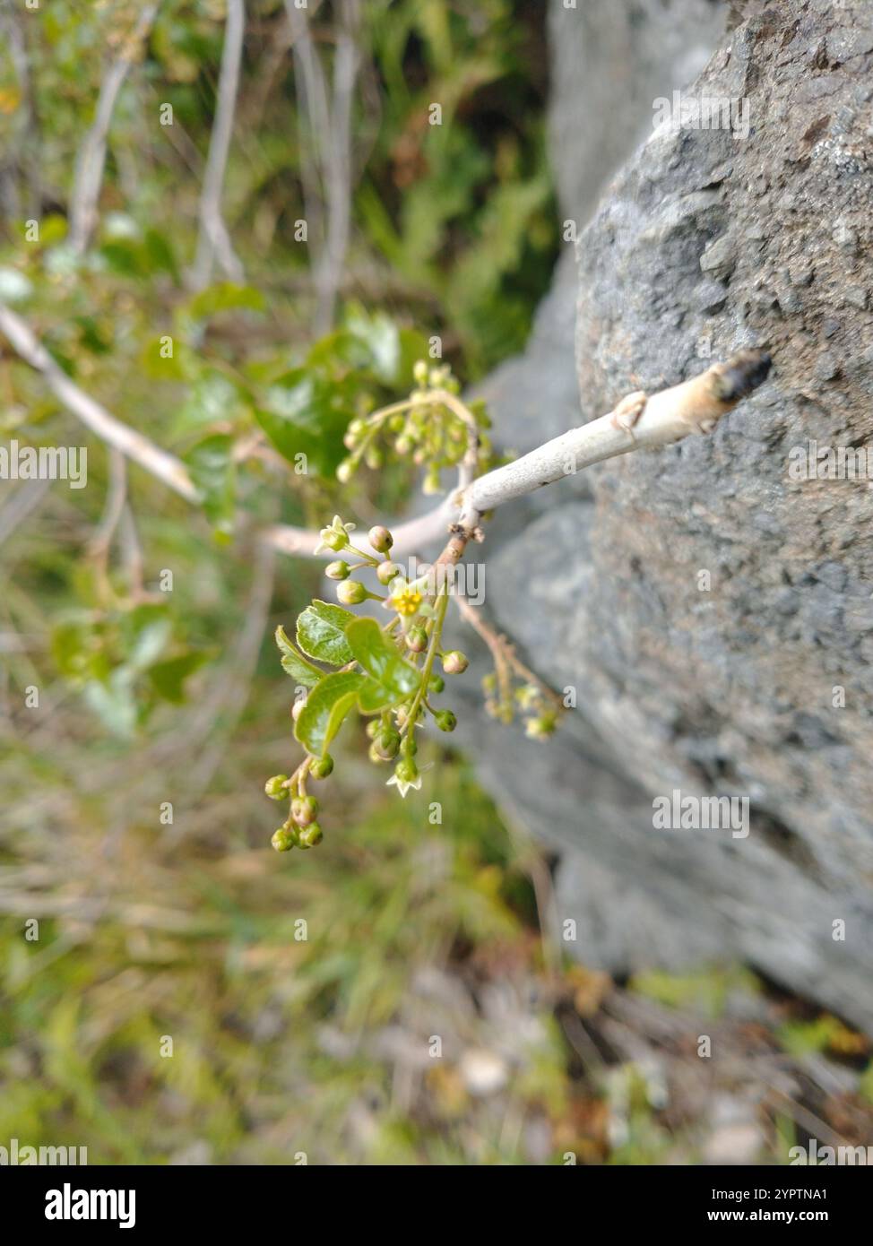 Pacific poison oak (Toxicodendron diversilobum Stock Photo - Alamy