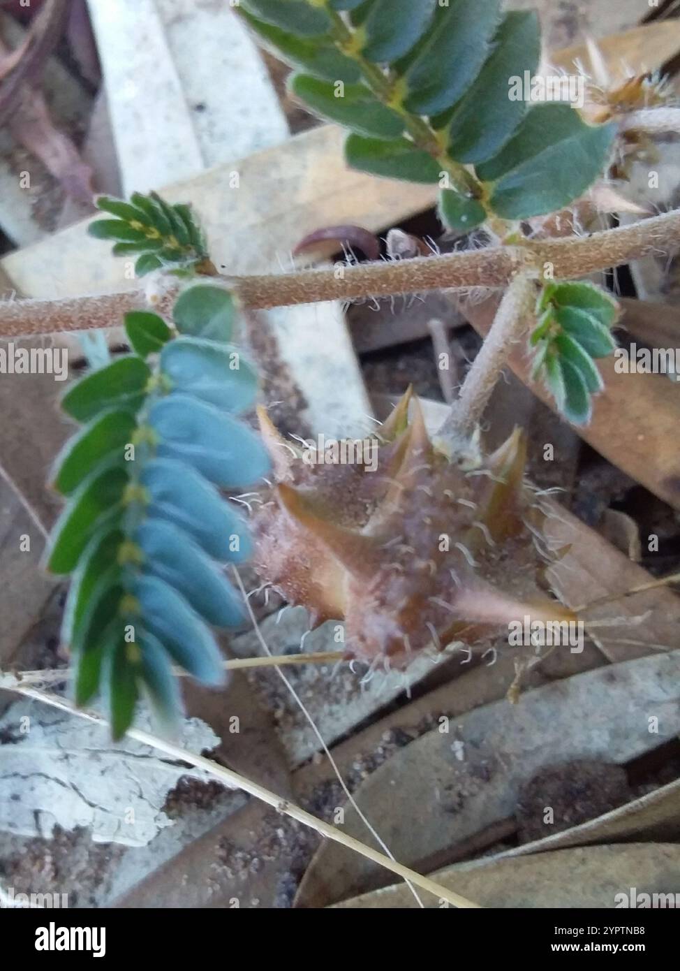 puncture vine (Tribulus terrestris Stock Photo - Alamy