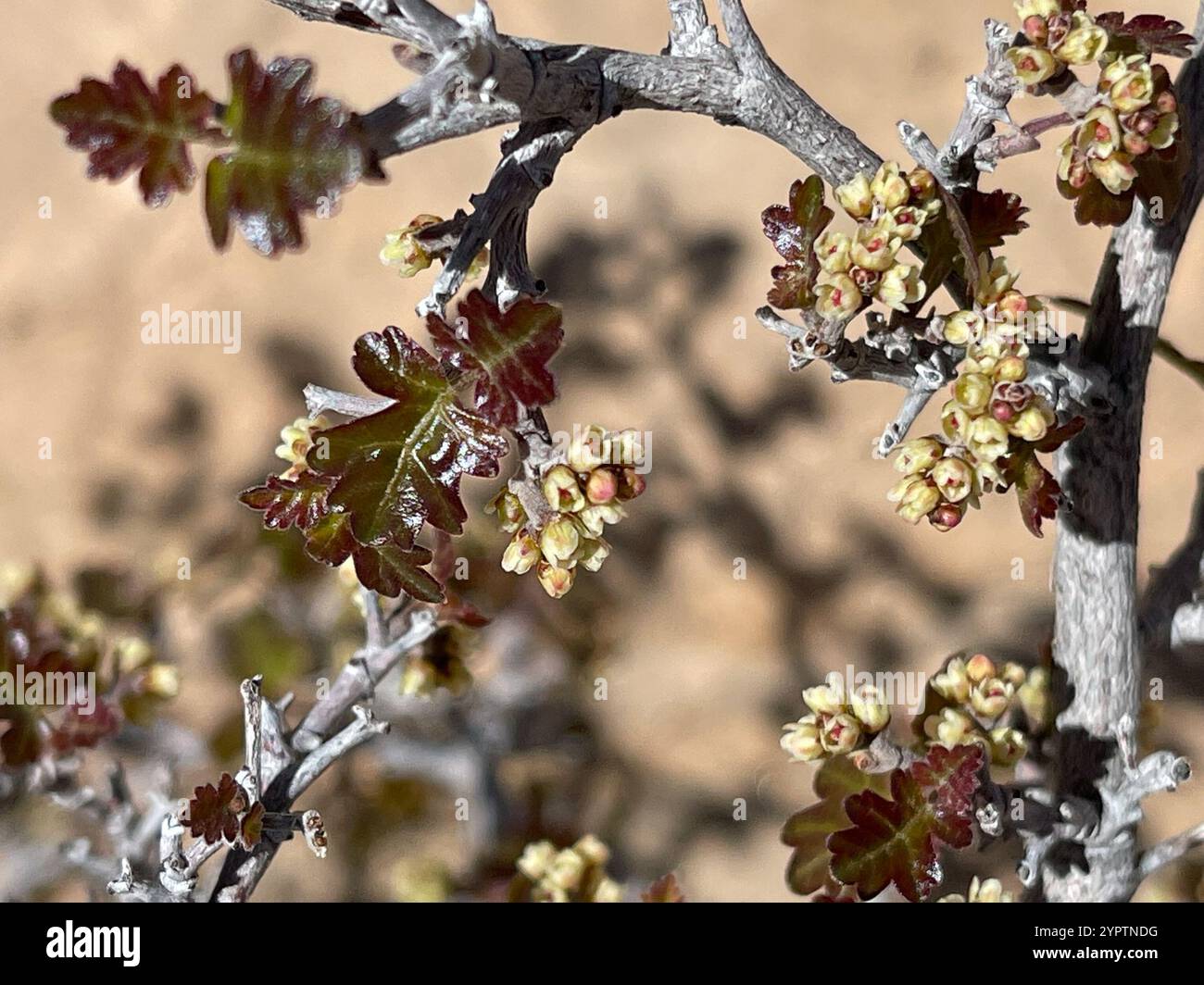 fragrant sumac (Rhus aromatica Stock Photo - Alamy