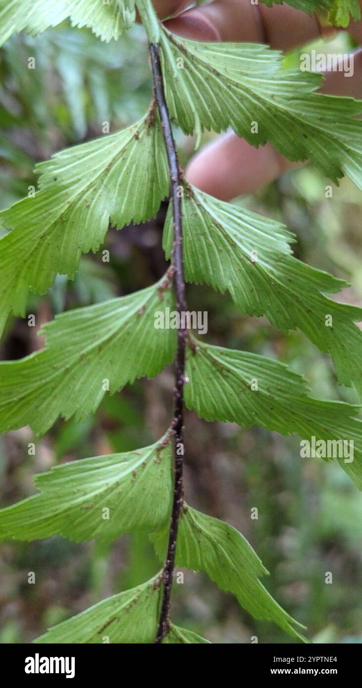 Mare's Tail Fern (Asplenium polyodon Stock Photo - Alamy