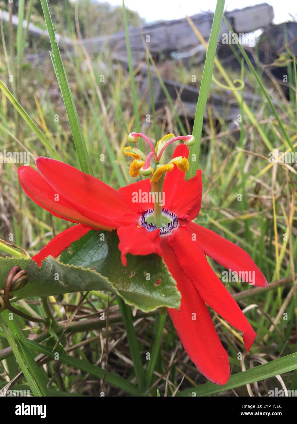 red passionflower (Passiflora manicata Stock Photo - Alamy