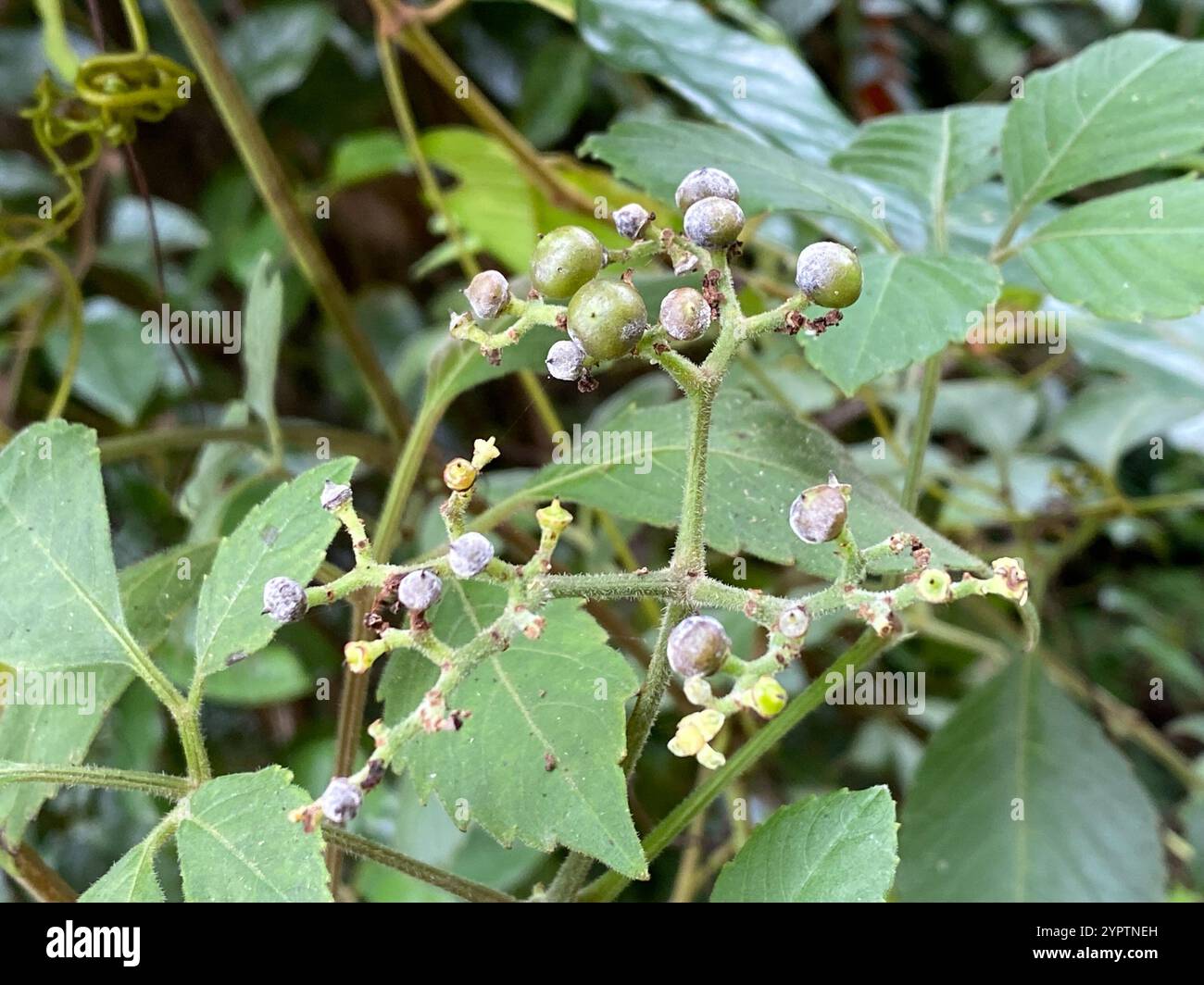 Slender Grape (Causonis clematidea Stock Photo - Alamy