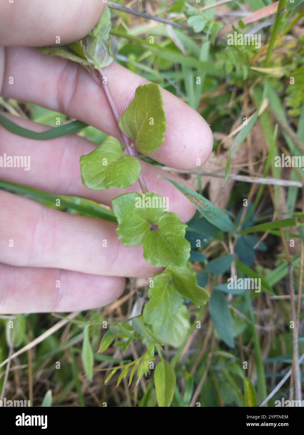 yerba buena (Clinopodium douglasii Stock Photo - Alamy