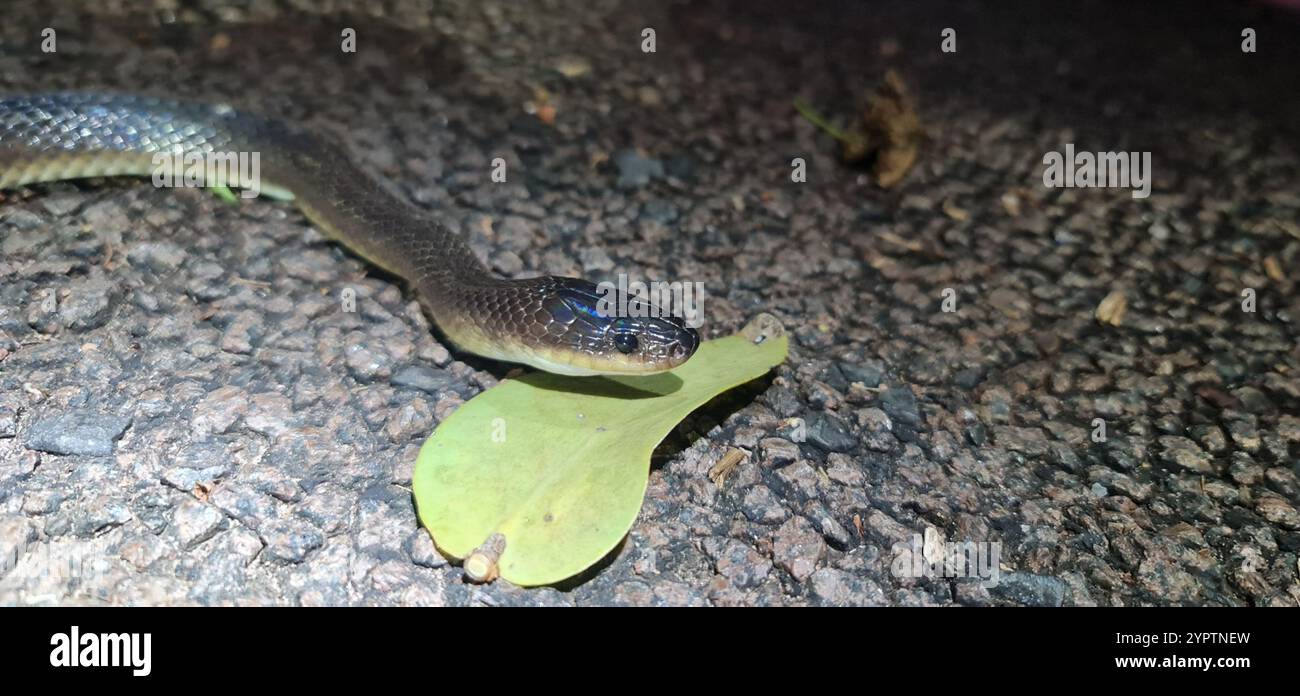Slaty-grey snake (Stegonotus australis Stock Photo - Alamy