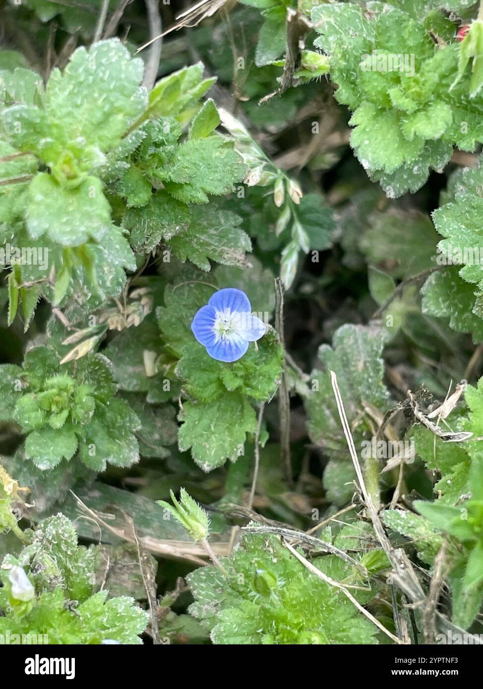 bird's-eye speedwell (Veronica persica Stock Photo - Alamy