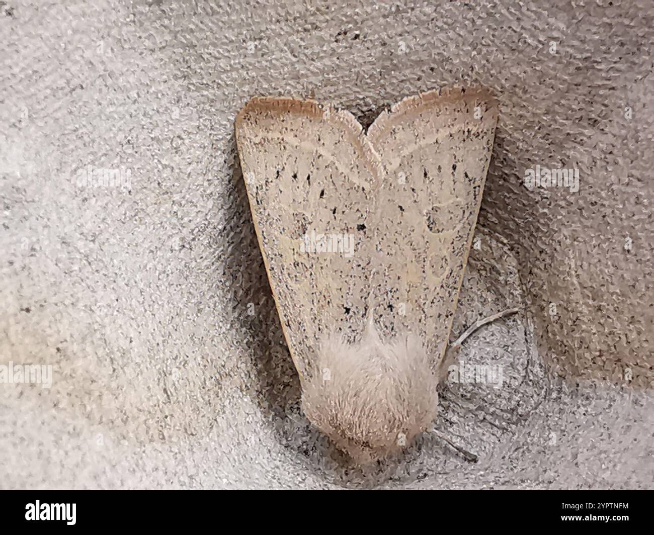 Powdered Quaker (Orthosia gracilis Stock Photo - Alamy