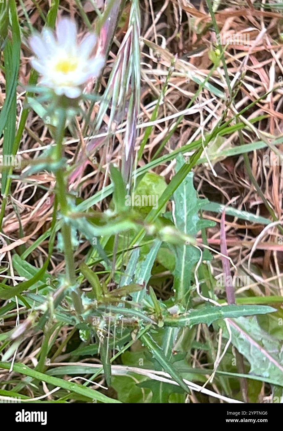 California chicory (Rafinesquia californica Stock Photo - Alamy