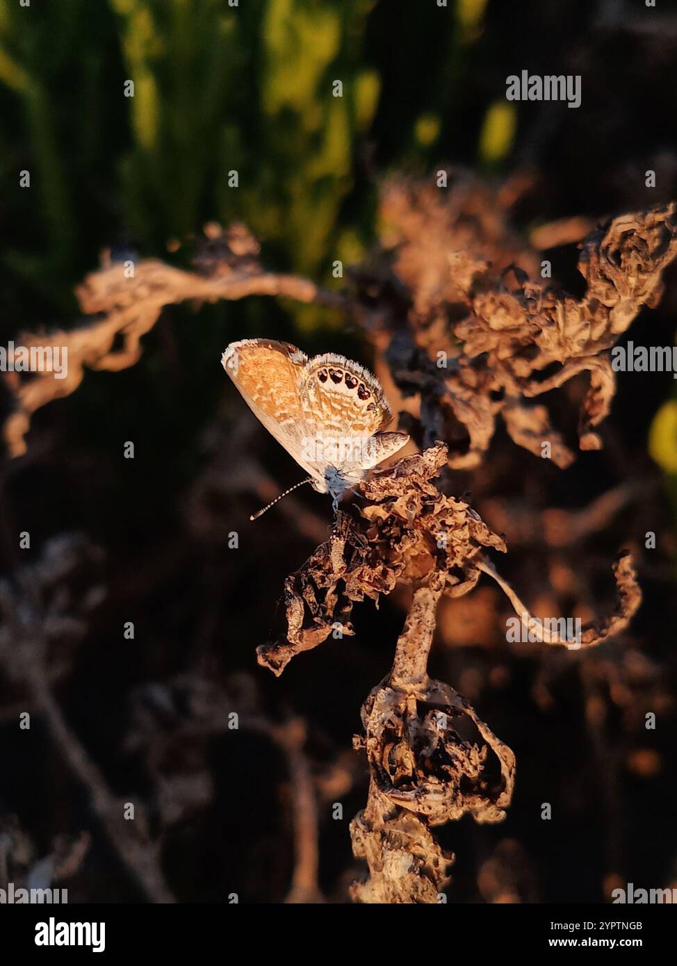 Common Western Pygmy Blue (Brephidium exilis exilis Stock Photo - Alamy