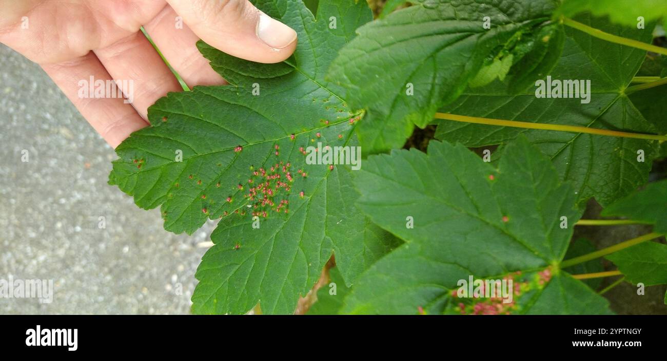 Maple gall mite (Aceria macrorhyncha Stock Photo - Alamy