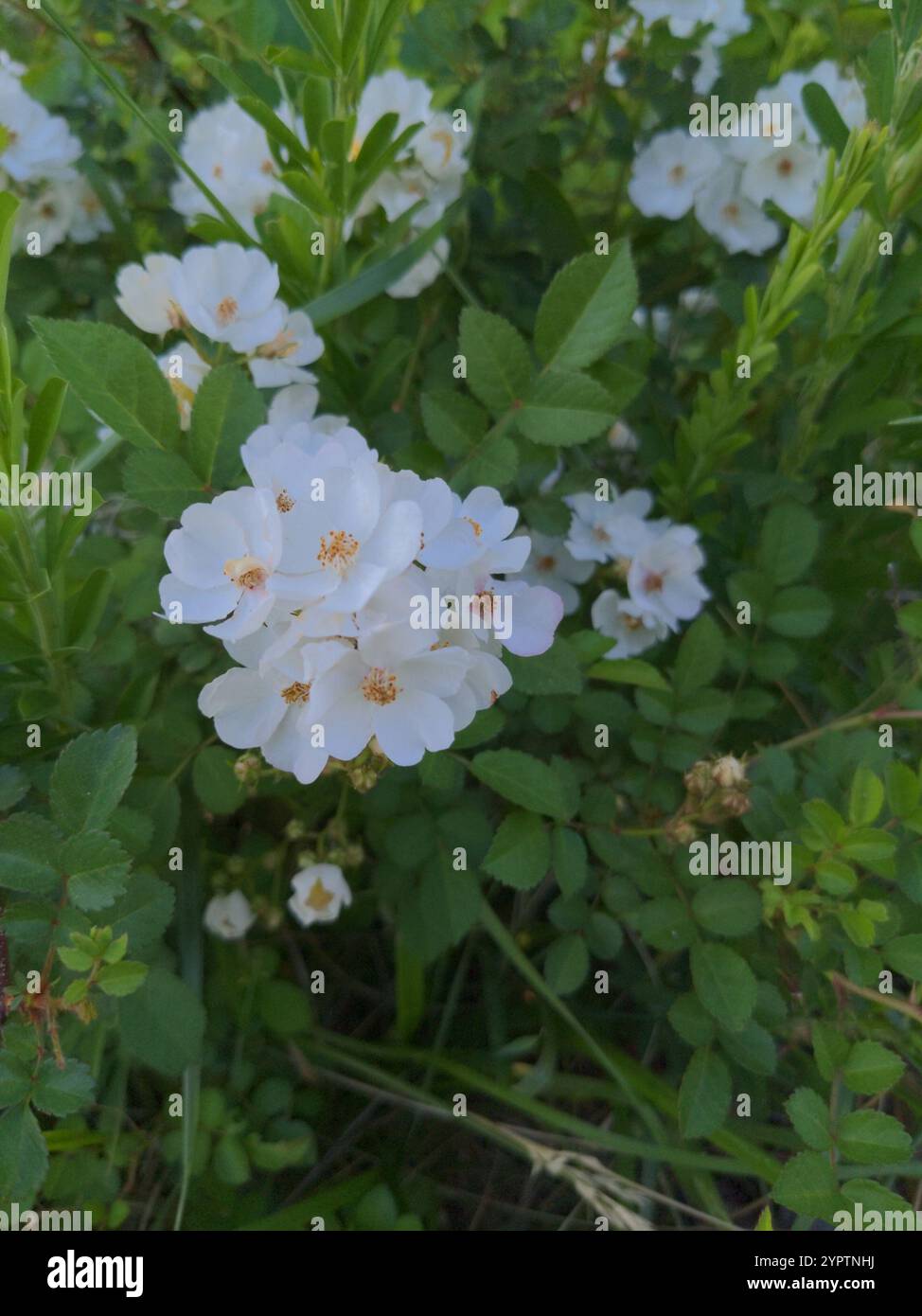 multiflora rose (Rosa multiflora Stock Photo - Alamy