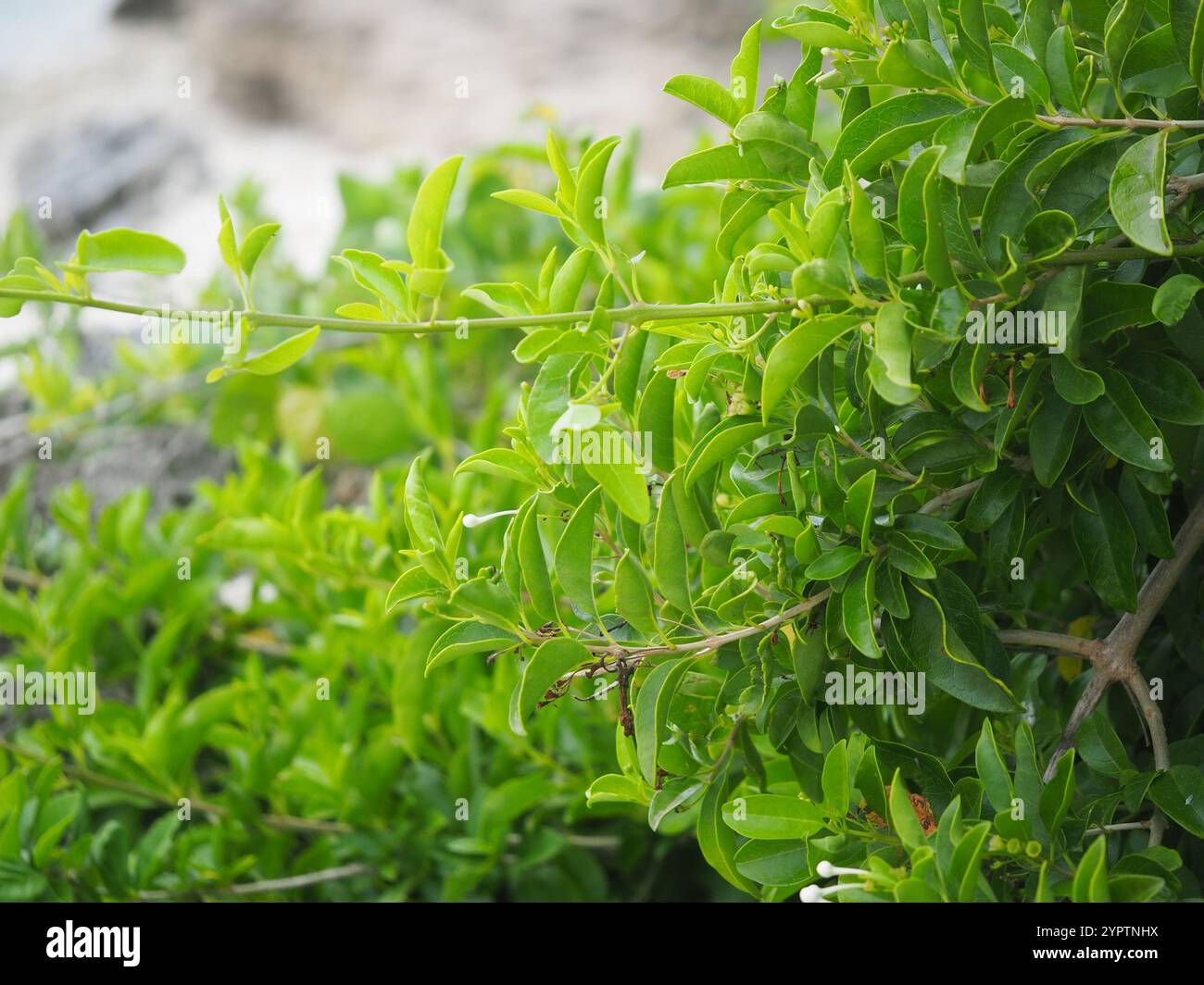 scrambling clerodendrum (Volkameria inermis Stock Photo - Alamy