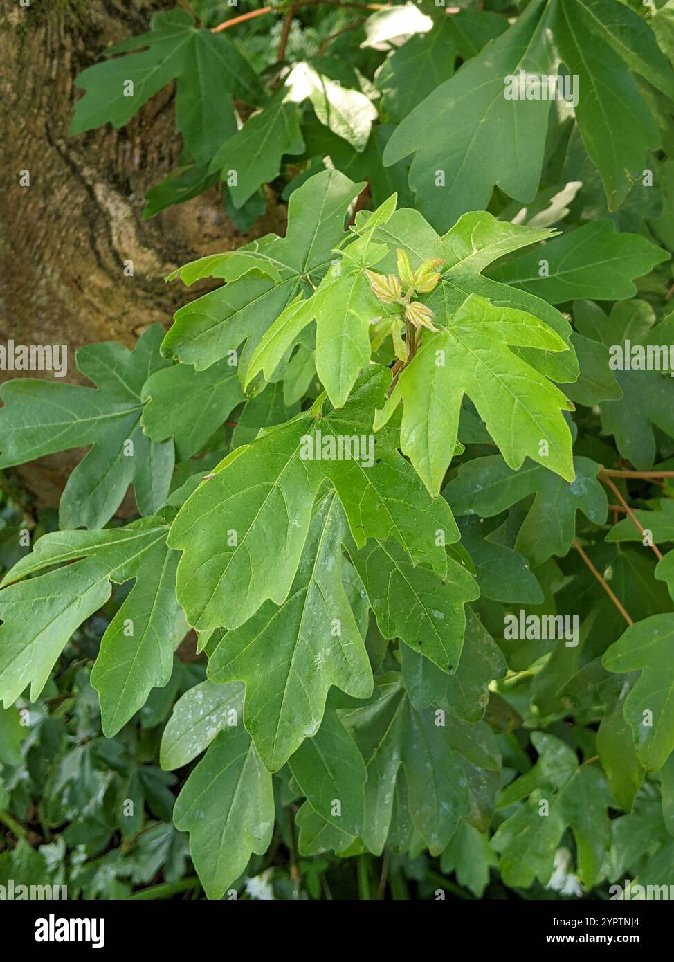 field maple (Acer campestre Stock Photo - Alamy