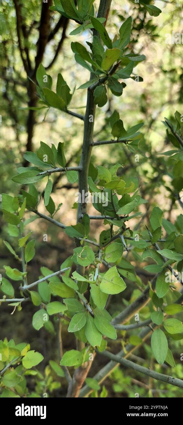 lotebush (Condaliopsis obtusifolia Stock Photo - Alamy