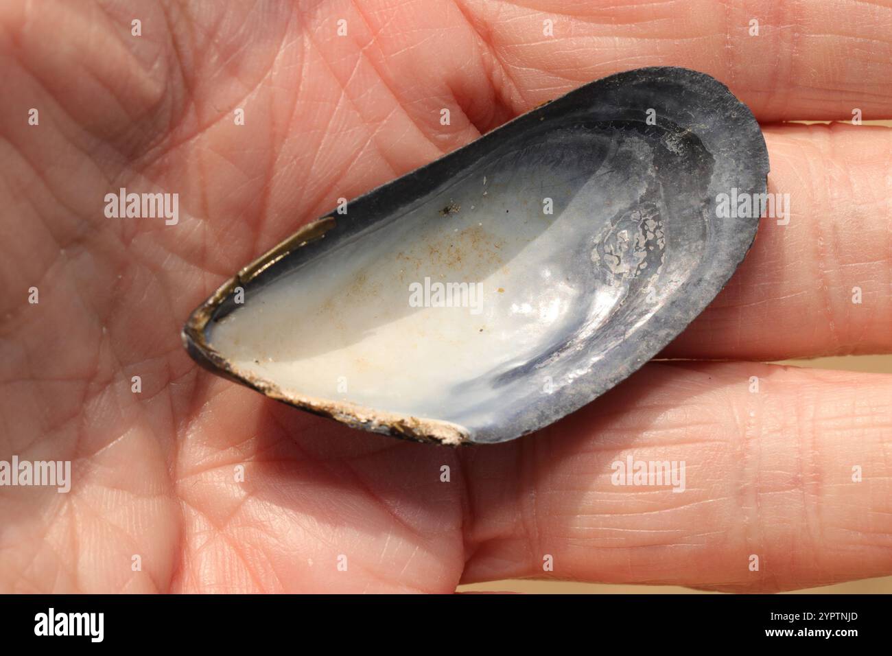 Blue Mussel (Mytilus edulis Stock Photo - Alamy