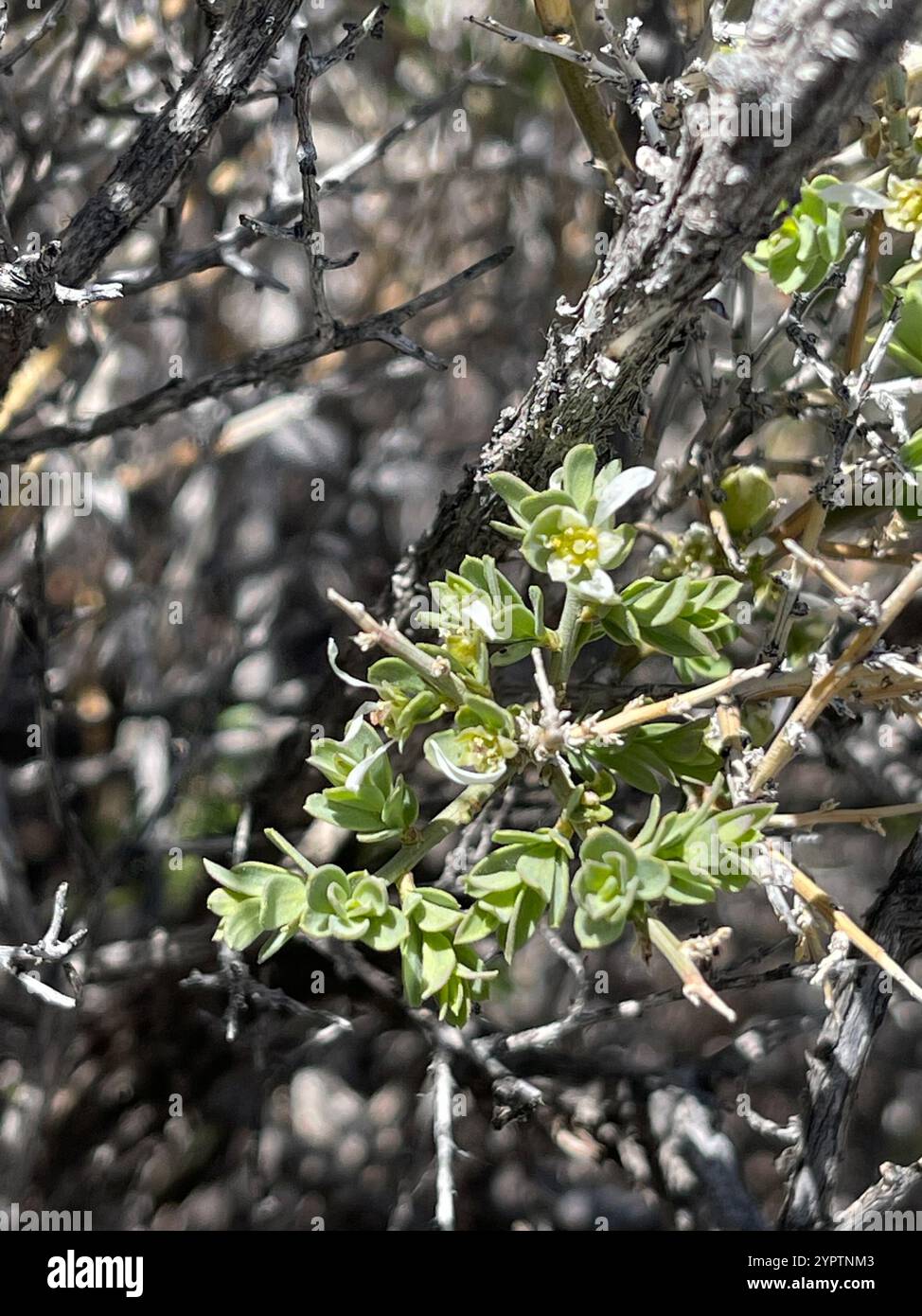 Spiny Greasebush (Glossopetalon spinescens Stock Photo - Alamy