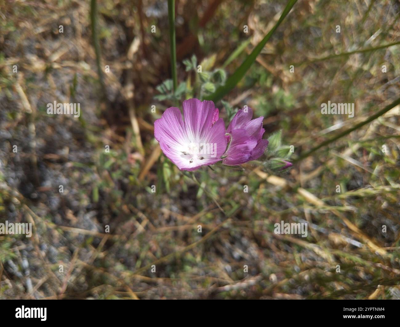 fringed checkerbloom (Sidalcea diploscypha Stock Photo - Alamy
